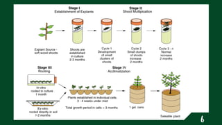 Micropropagation or plant tissue culture and types | PDF
