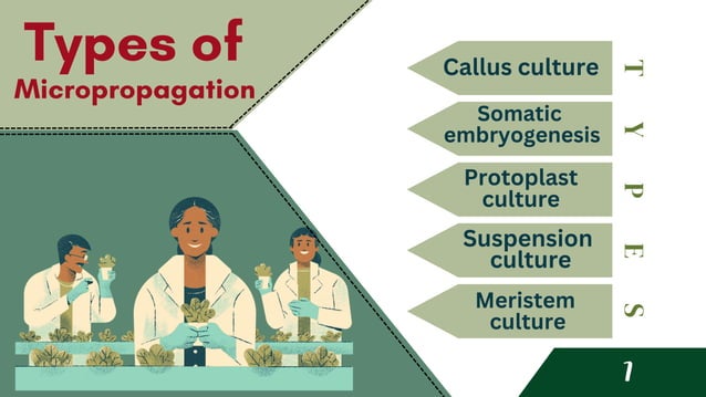 Micropropagation or plant tissue culture and types | PDF