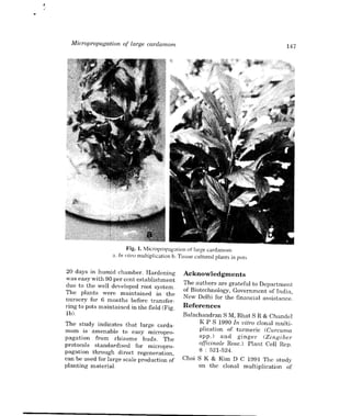 Micropropagation of large_cardamom_amomu (1) | PDF