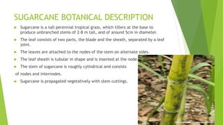 Micropropagation of sugarcane | PPTX