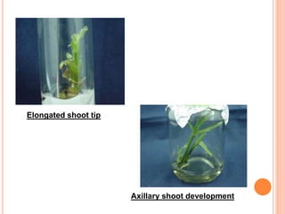 Micropropagation sugarcane final[1] | PPTX