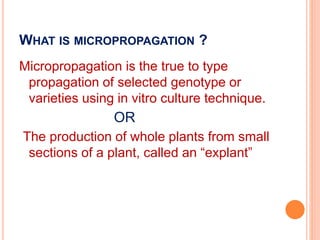Micropropagation sugarcane final[1] | PPTX