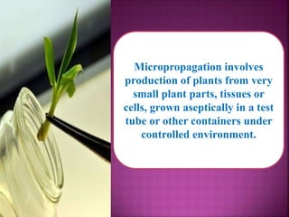 Micropropagtion | PPTX