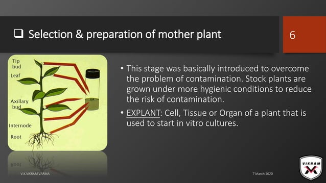 MICROPROPAGATION OF MEDICINAL & AROMATIC PLANTS / CLONAL PROPAGATION | PPTX