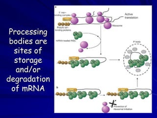 MicroRNA Small noncoding RNA features .ppt