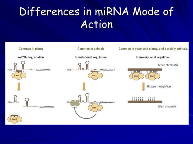 MicroRNA Small noncoding RNA features .ppt