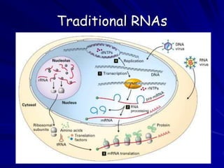 MicroRNA Small noncoding RNA features .ppt
