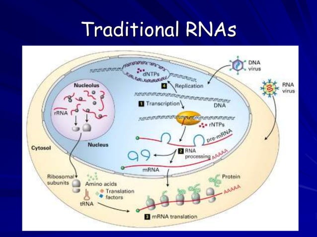 MicroRNA Small noncoding RNA features .ppt