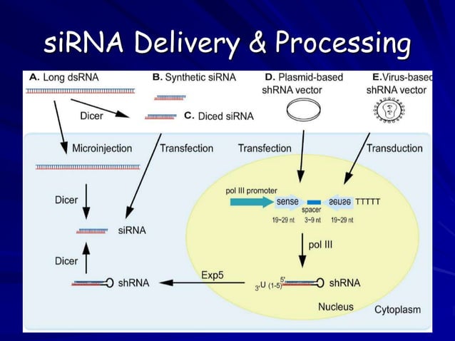 MicroRNA Small noncoding RNA features .ppt