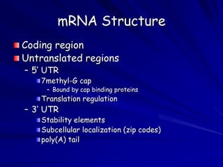 MicroRNA Small noncoding RNA features .ppt