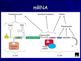 MicroRNA Small noncoding RNA features .ppt