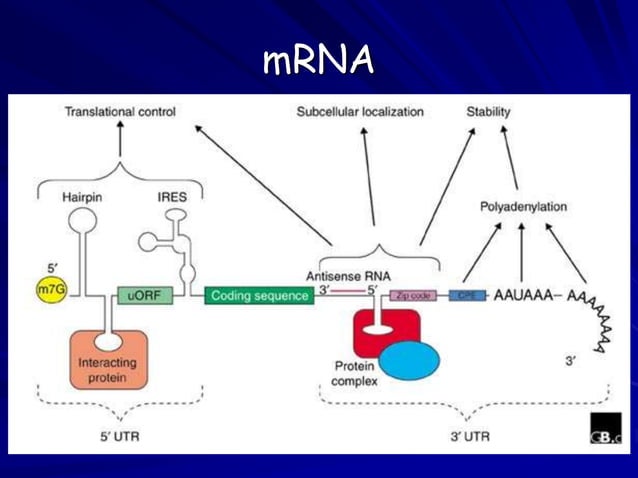 MicroRNA Small noncoding RNA features .ppt