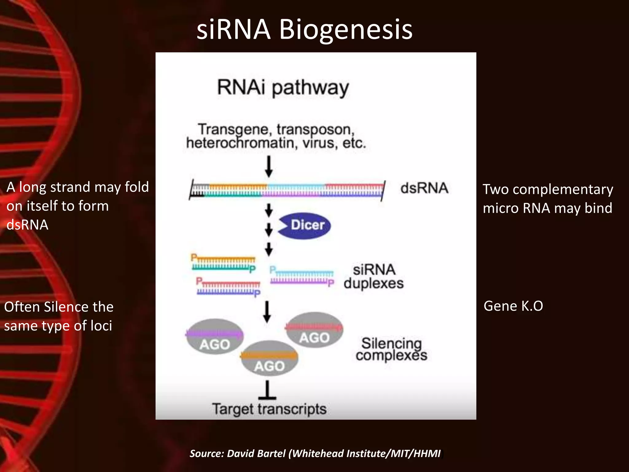 microRNA “miRNA”mi RNA | PPTX