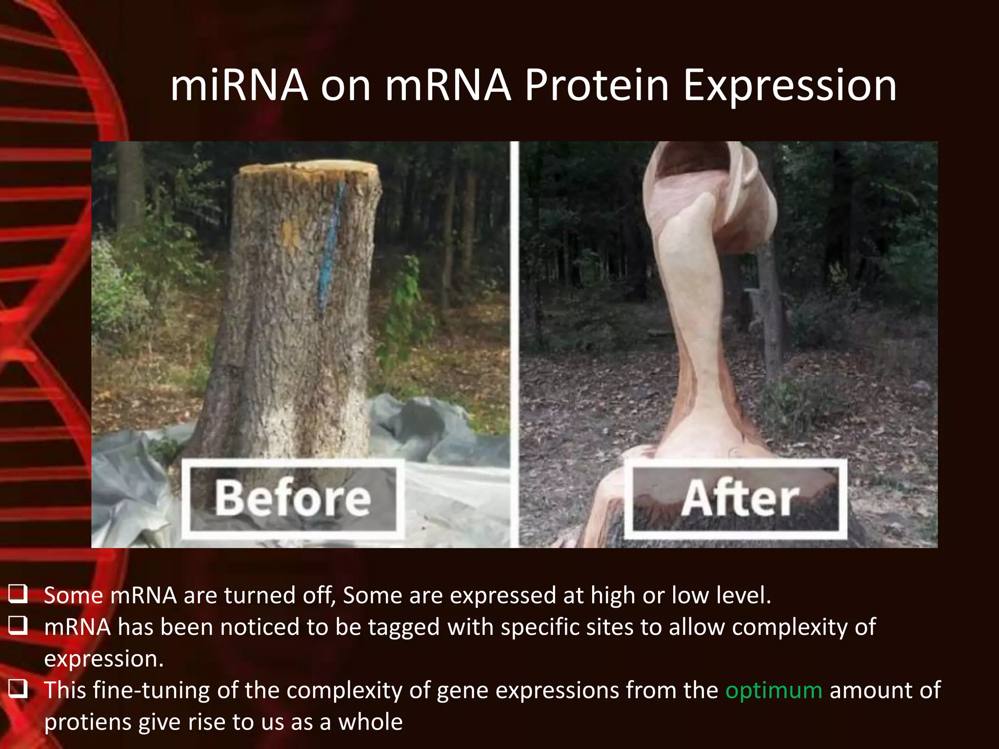 microRNA “miRNA”mi RNA | PPTX
