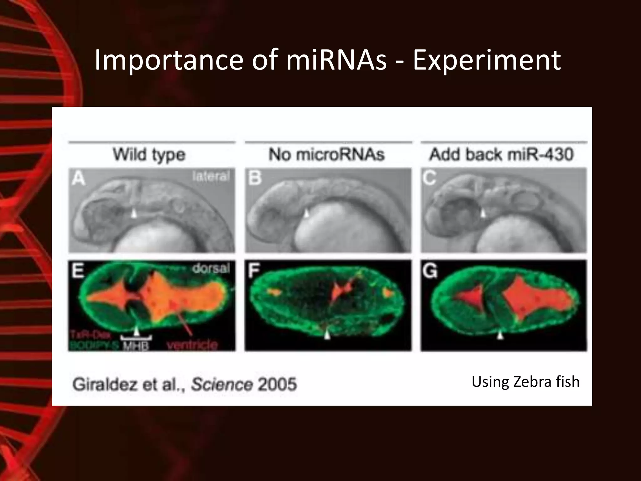 microRNA “miRNA”mi RNA | PPTX
