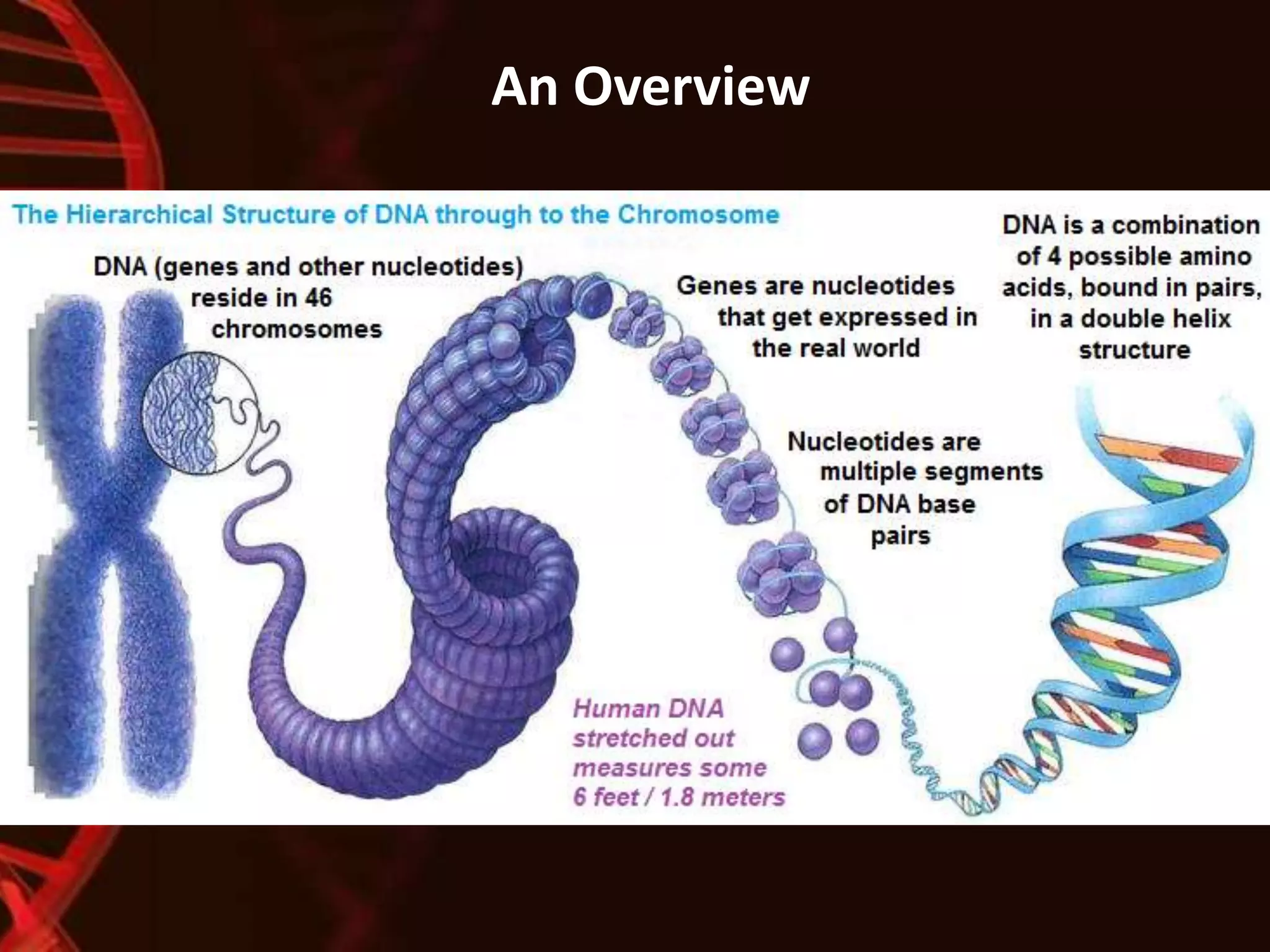 microRNA “miRNA”mi RNA | PPTX