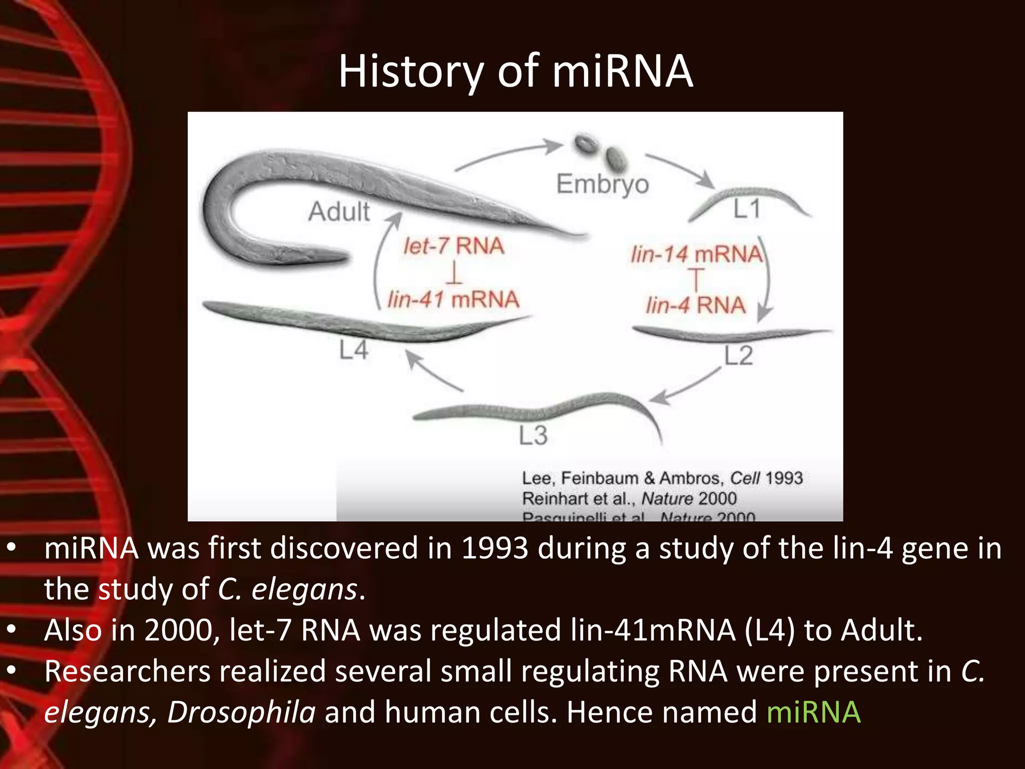 microRNA “miRNA”mi RNA | PPTX