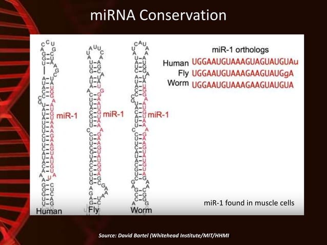 microRNA “miRNA”mi RNA | PPTX