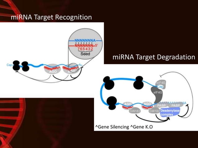 microRNA “miRNA”mi RNA | PPTX