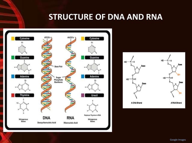 microRNA “miRNA”mi RNA | PPTX