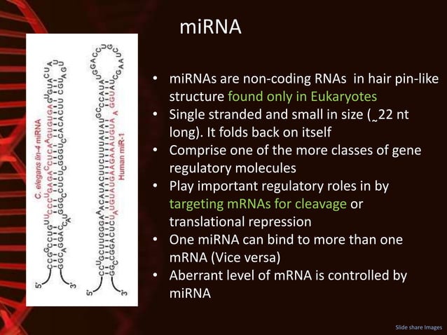 microRNA “miRNA”mi RNA | PPTX