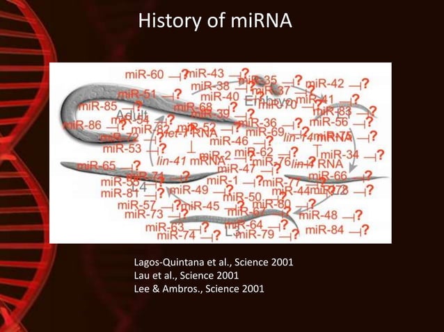 microRNA “miRNA”mi RNA | PPTX