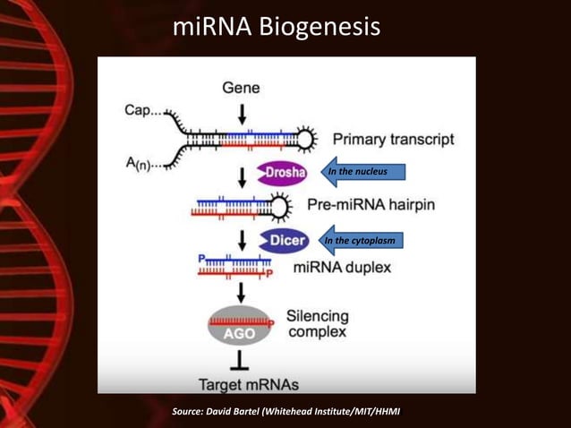 microRNA “miRNA”mi RNA | PPTX