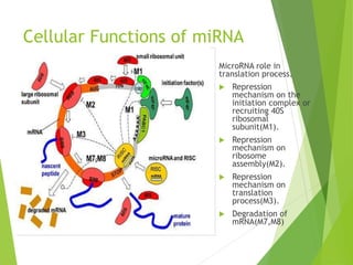 MicroRNA and thier role in gene regulation | PPTX