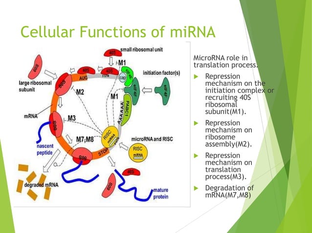 MicroRNA and thier role in gene regulation | PPTX | Programming Languages | Computing