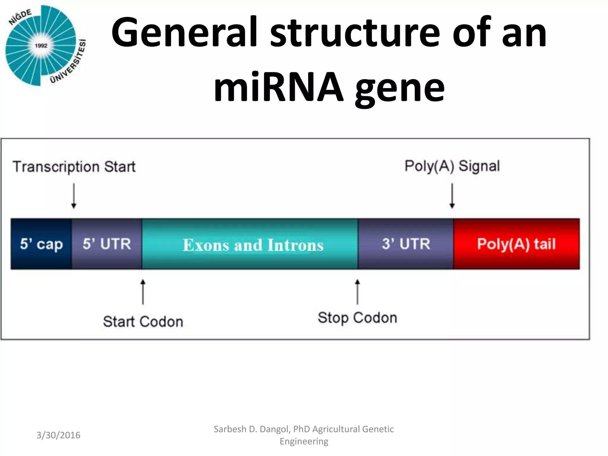 Micro RNA in plants and roots | PPTX