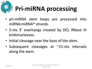 Micro RNA in plants and roots | PPTX