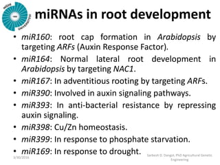 Micro RNA in plants and roots | PPTX