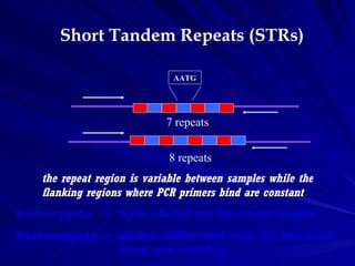 Microsatellite | PPT