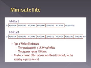 Microsatellite | PPTX