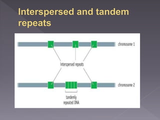 Microsatellite | PPTX
