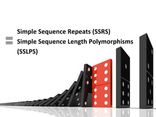 Microsatellite analysis in organelle genomes of chlorophyta（論文討論） | PDF ...