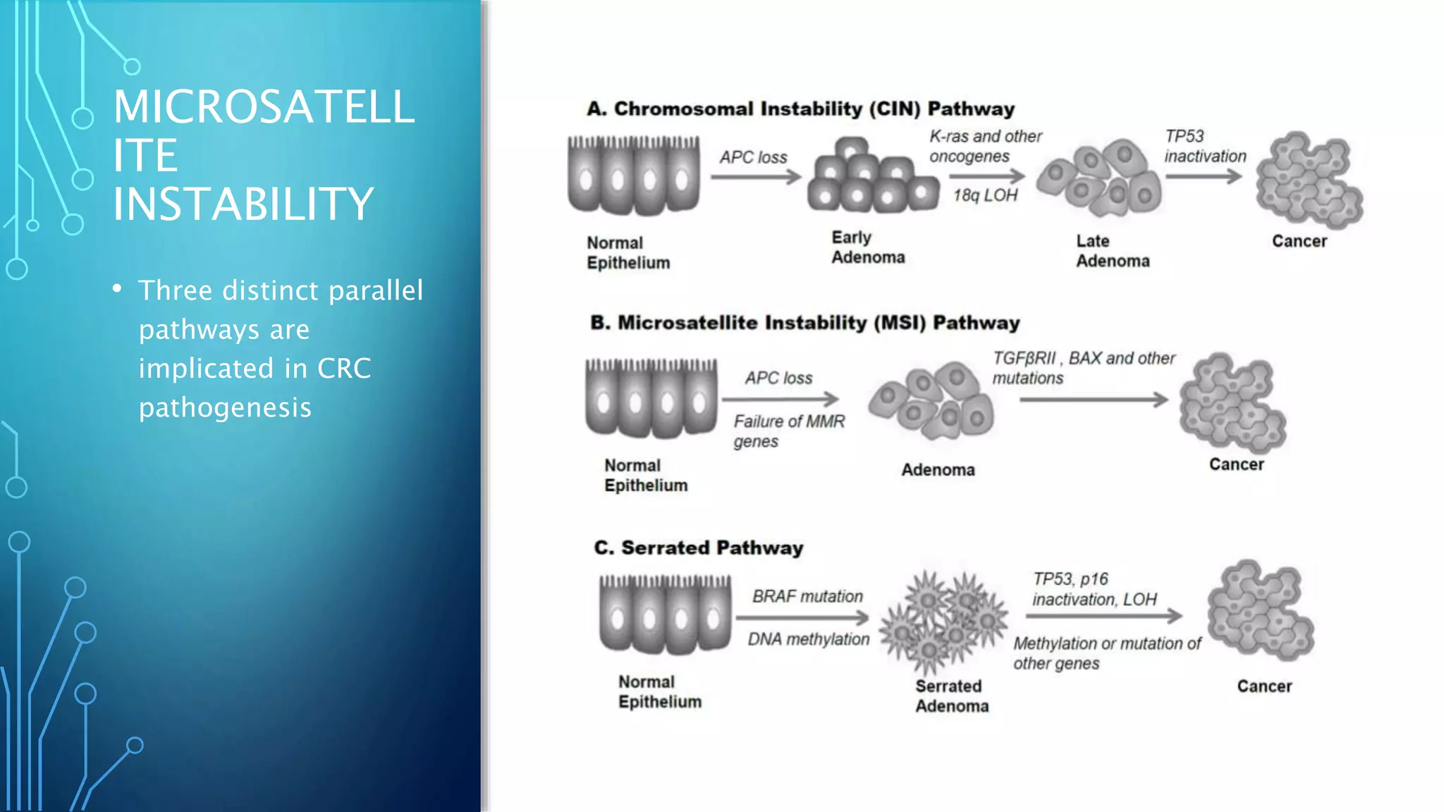 Microsatellite instability pathway and molecular genetics of colorectal ...
