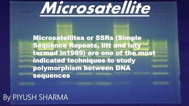 Microsatellite(ssr,str,vntr) | PPTX | Genetics | Science