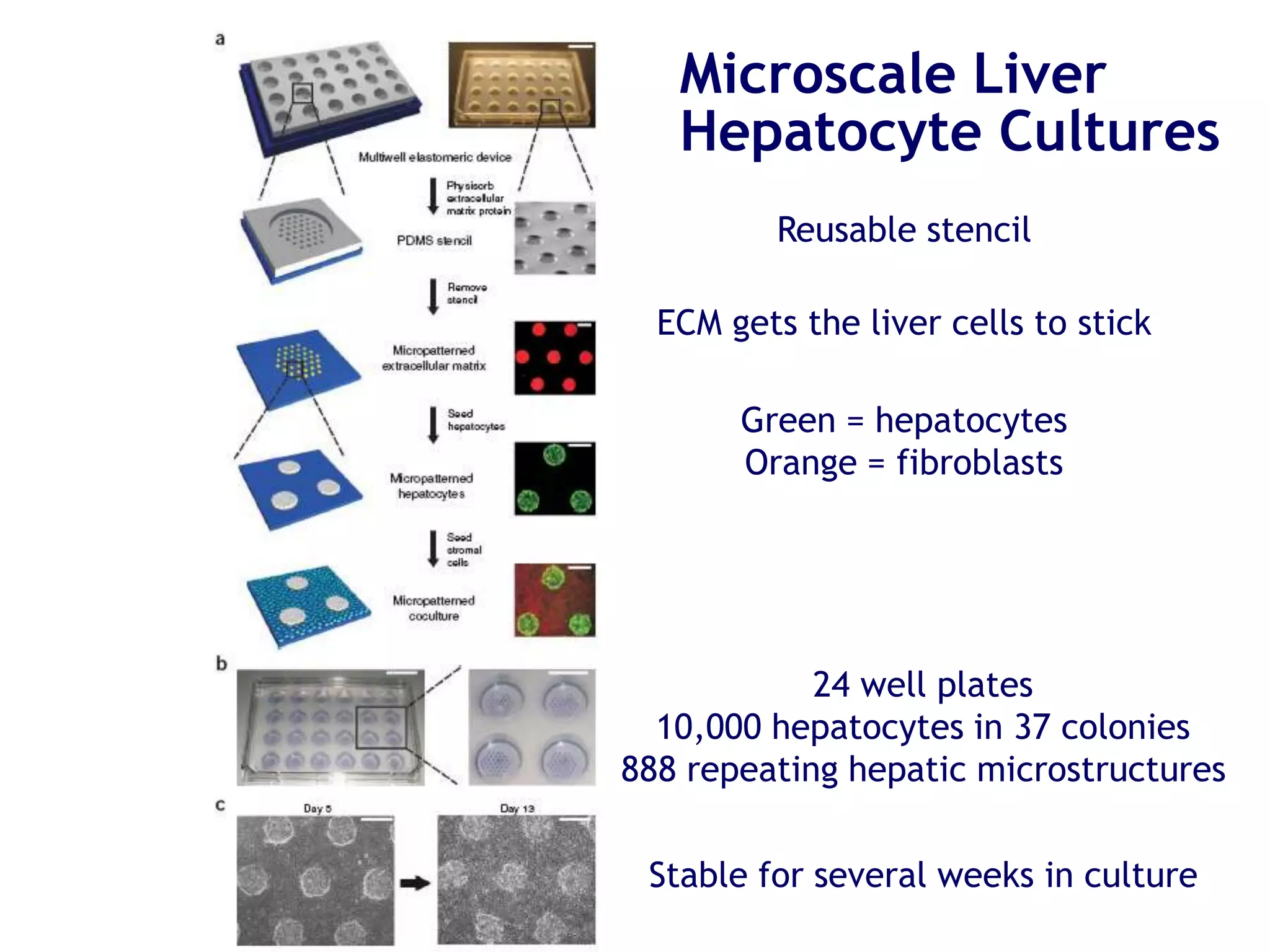 Microscale culture of human liver cells for drug development | PPTX