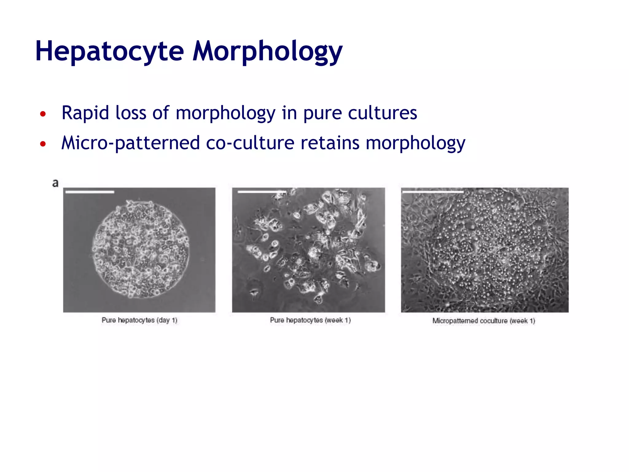 Microscale culture of human liver cells for drug development | PPTX