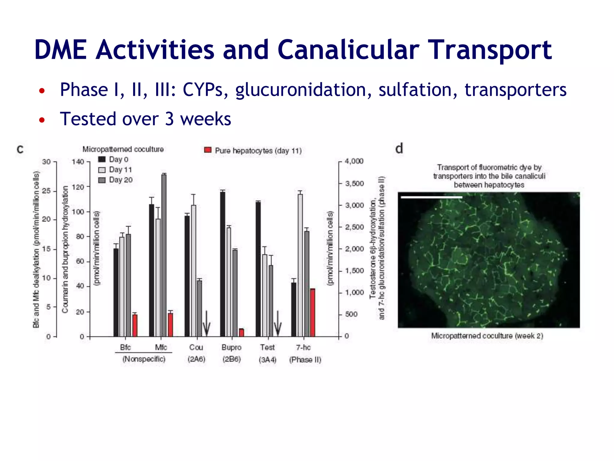 Microscale culture of human liver cells for drug development | PPTX