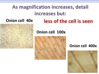Onion Cell 400x Magnification