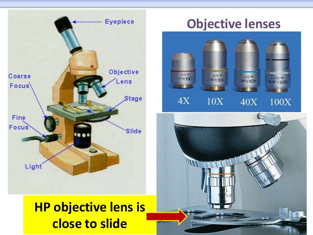 Chara Microscope Slide