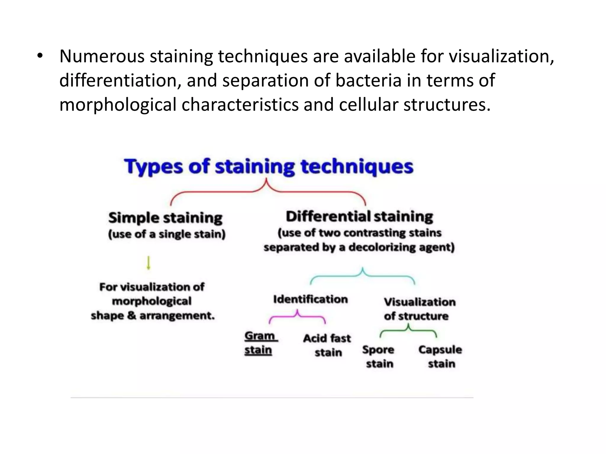 Microorganisms under Microscope | PPTX