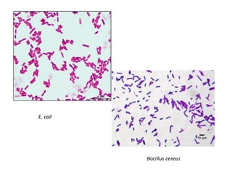 Microorganisms under Microscope | PPTX