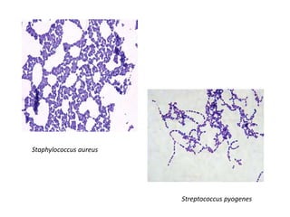 Microorganisms under Microscope | PPTX