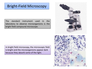 Microscope | PDF