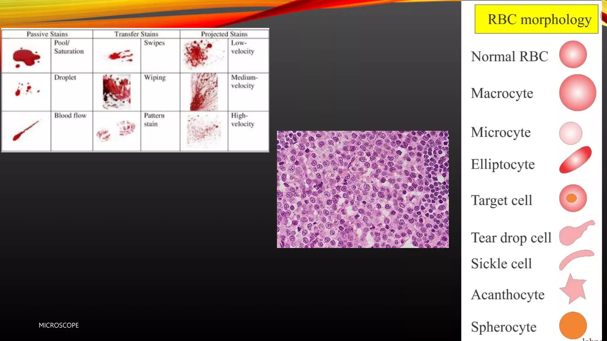 Microscope.pptx | Biological Sciences | Science