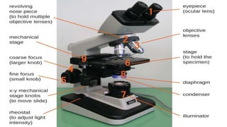 LECTURE NOTES FOR MICROSCOPE FOR STUDENTS.pptx. | PPTX