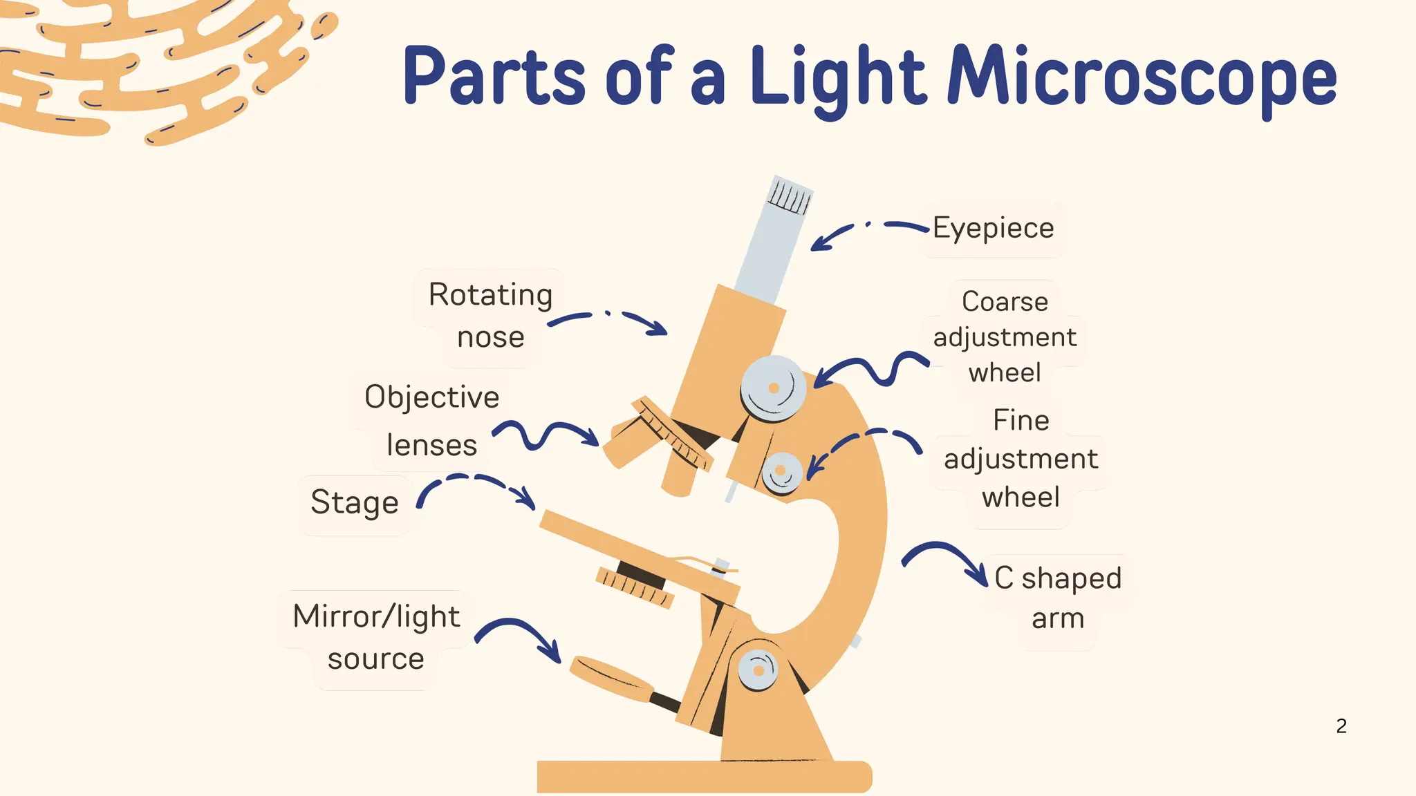 Microscope and its types and uses in lab | PPT